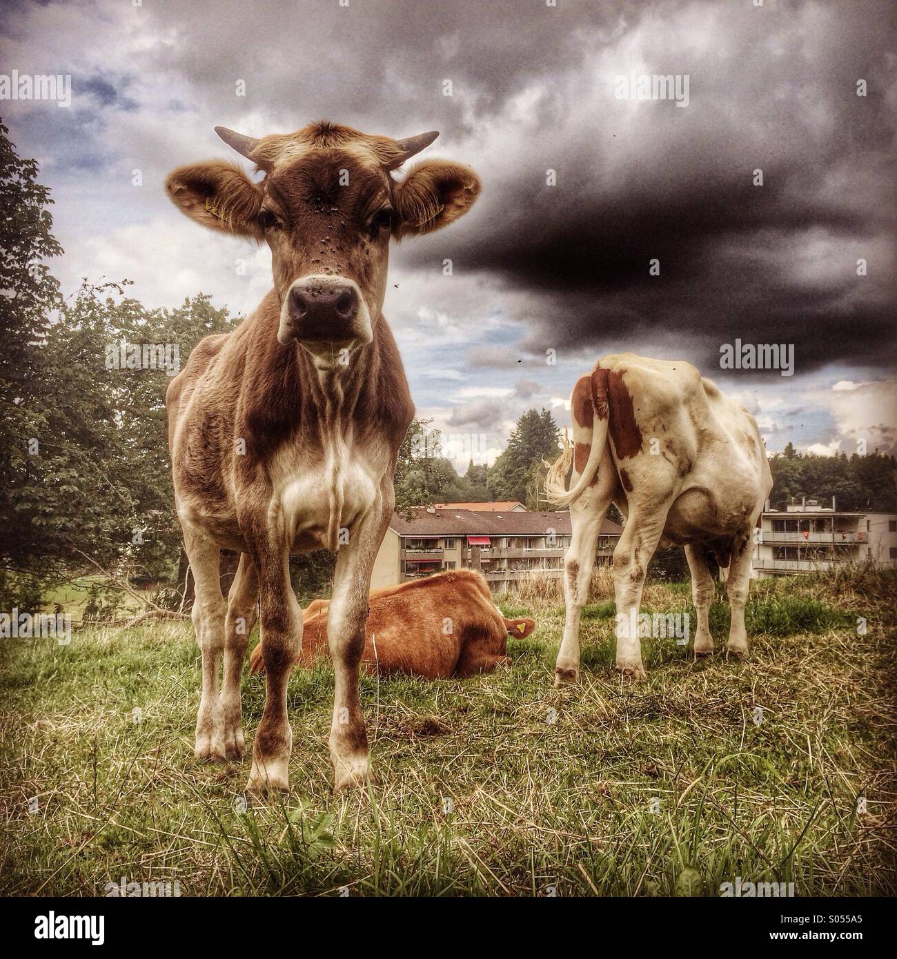 Cute cows in field with dramatic black cloud Stock Photo - Alamy
