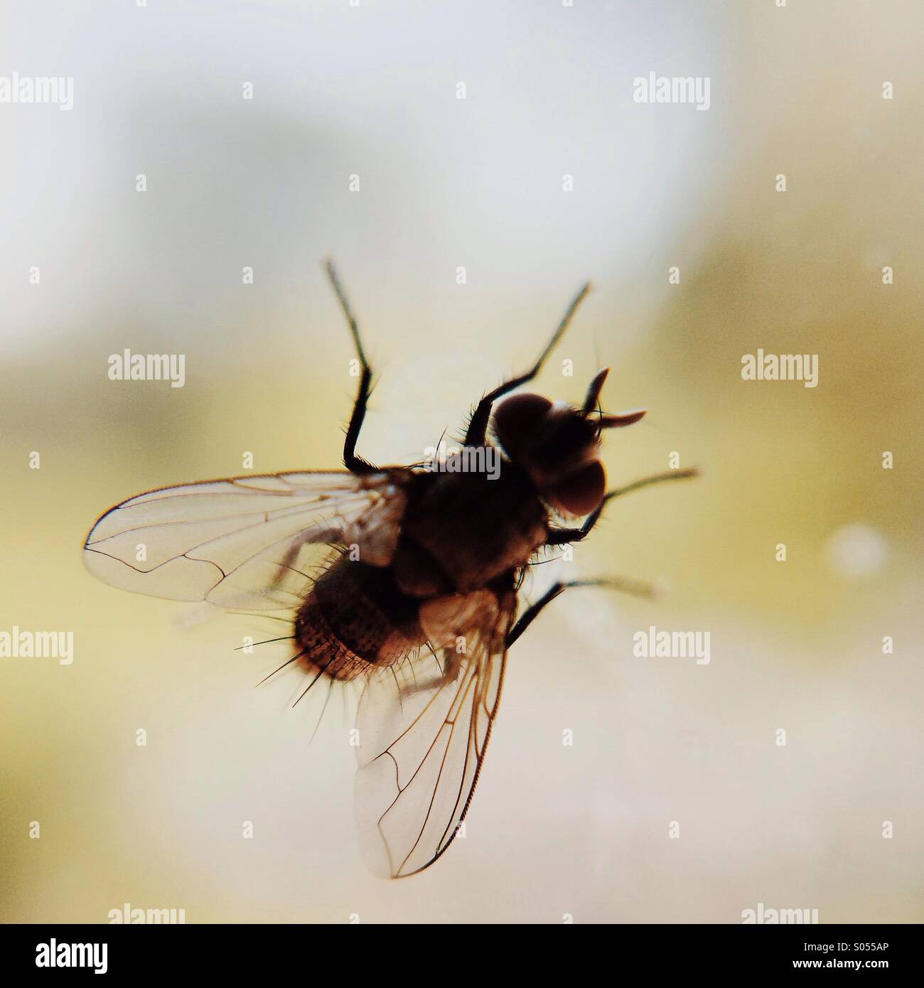 Fly on window Stock Photo - Alamy