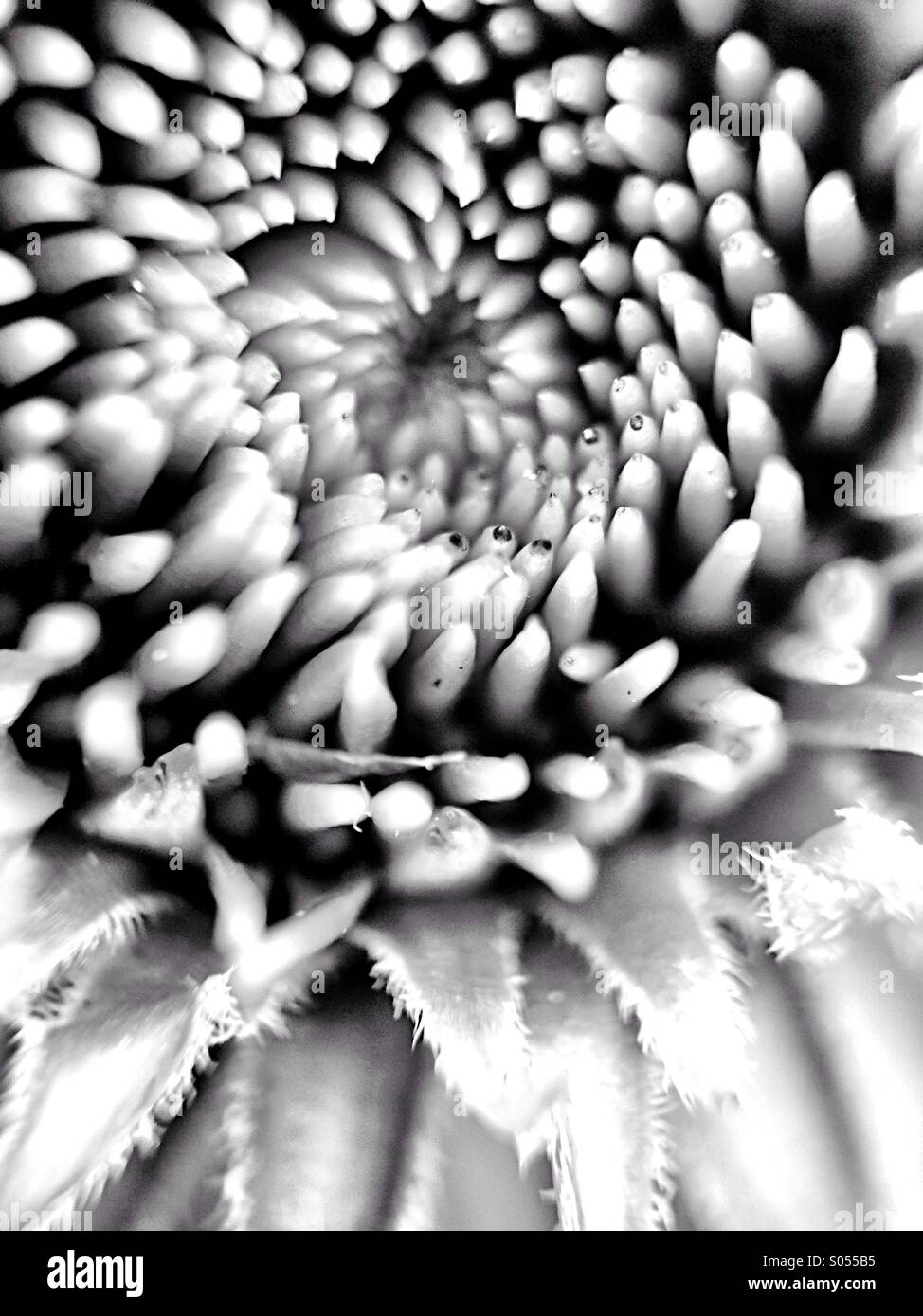 Coneflower bud hi-res stock photography and images - Alamy