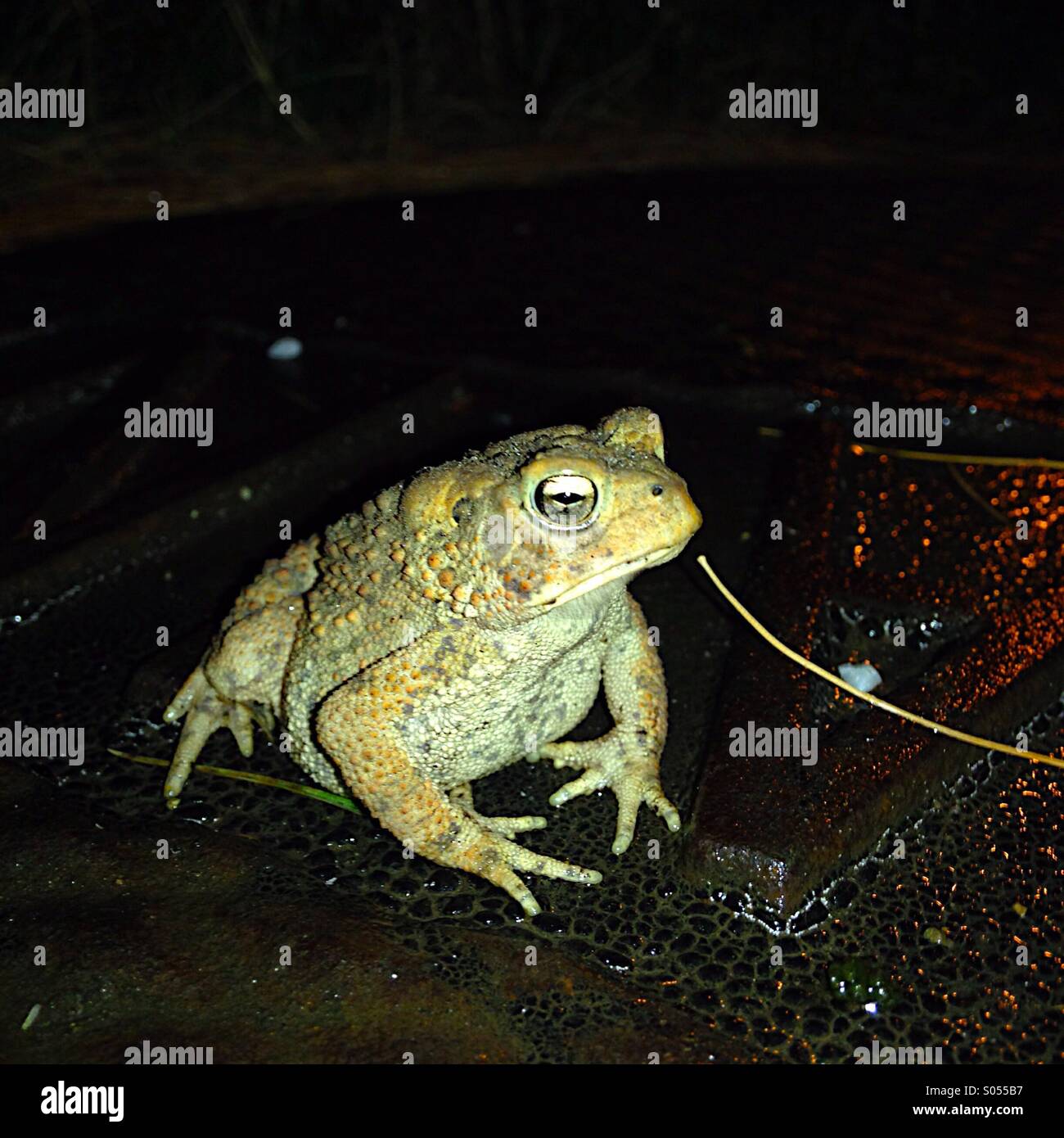 Tiny toad at night Stock Photo - Alamy