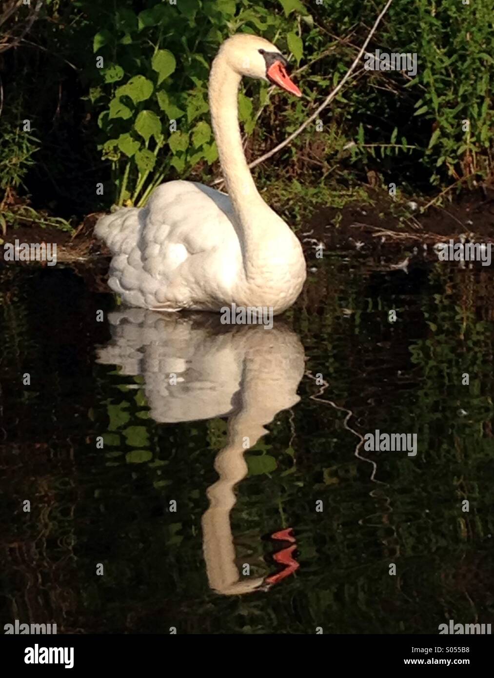 Boston wildlife hi-res stock photography and images - Alamy