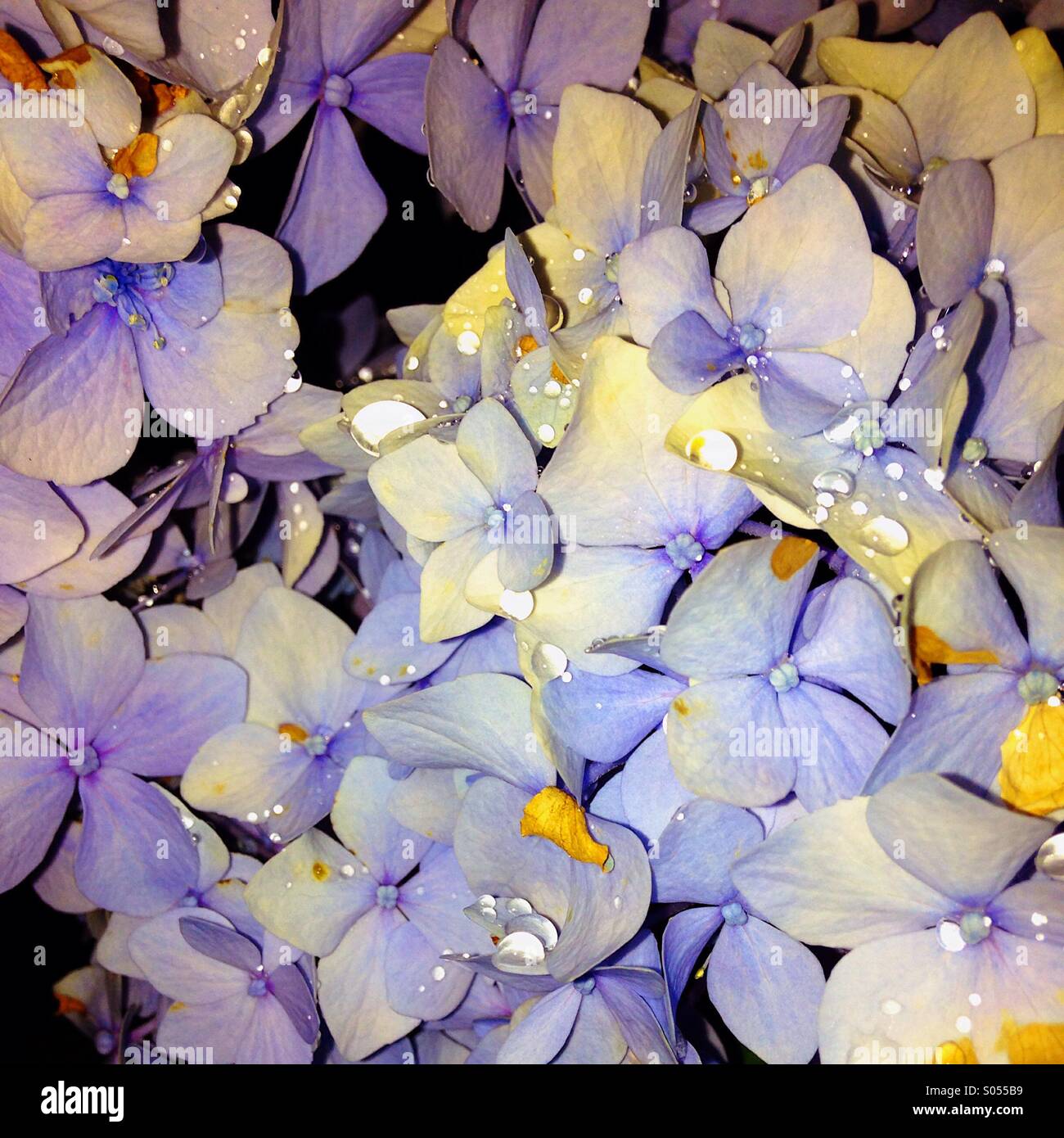 Hydrangea at night Stock Photo - Alamy