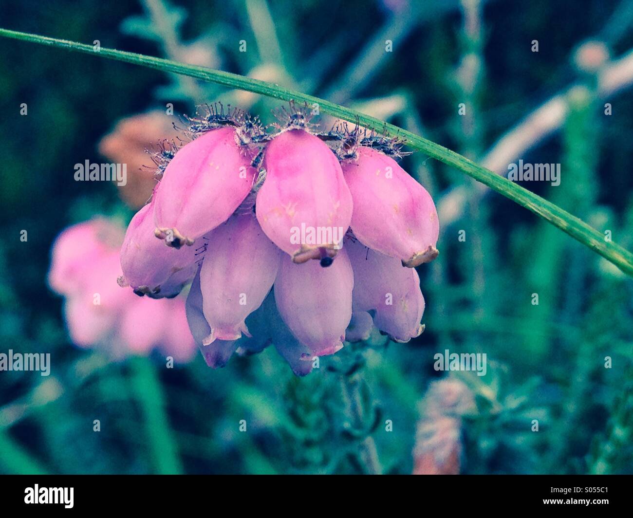 Bell heather plant Stock Photo - Alamy