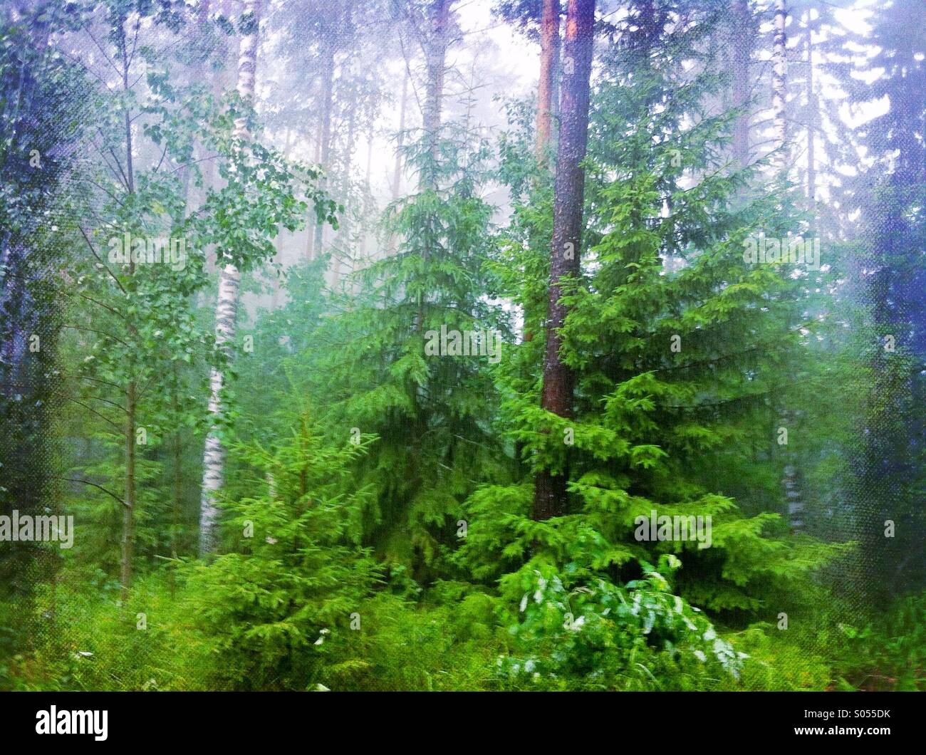Heavy Rainfall In Forest