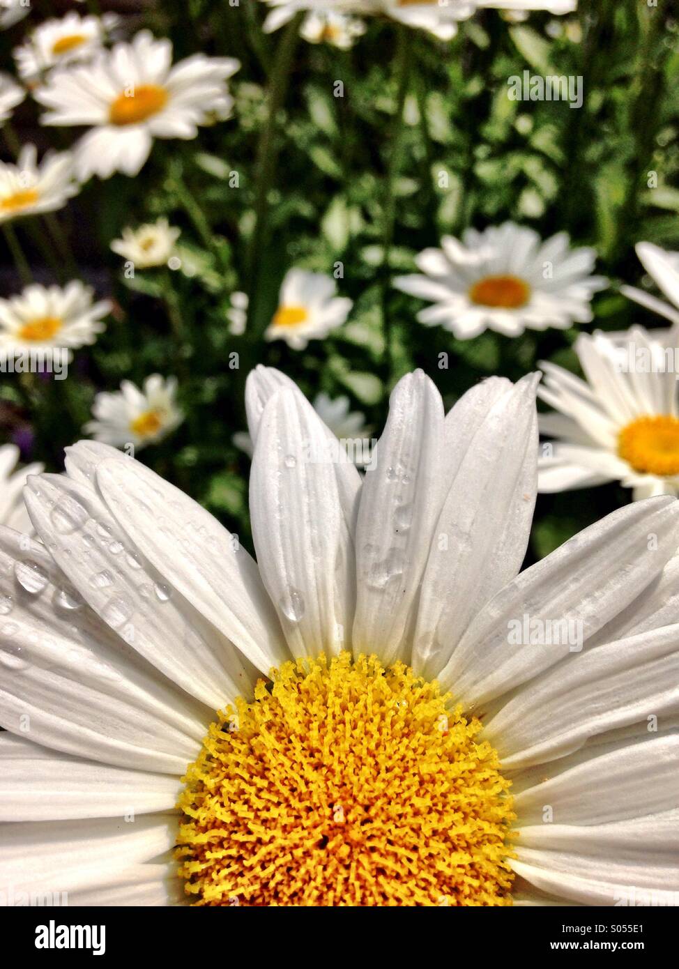 Daisy close up Stock Photo - Alamy