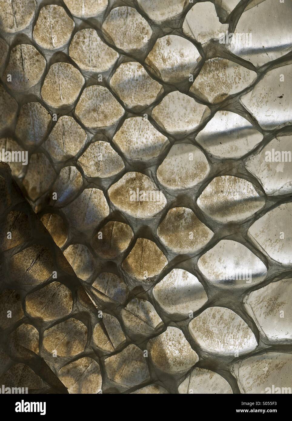Snakes pattern hi-res stock photography and images - Alamy