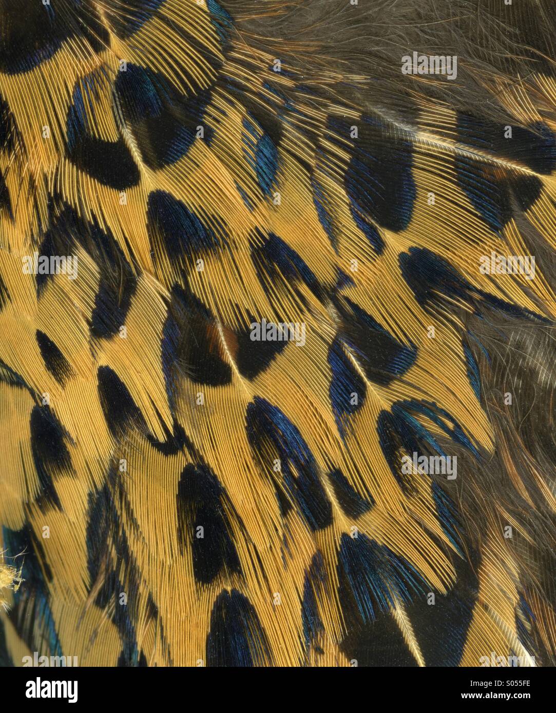 Feather shapes hi-res stock photography and images - Alamy