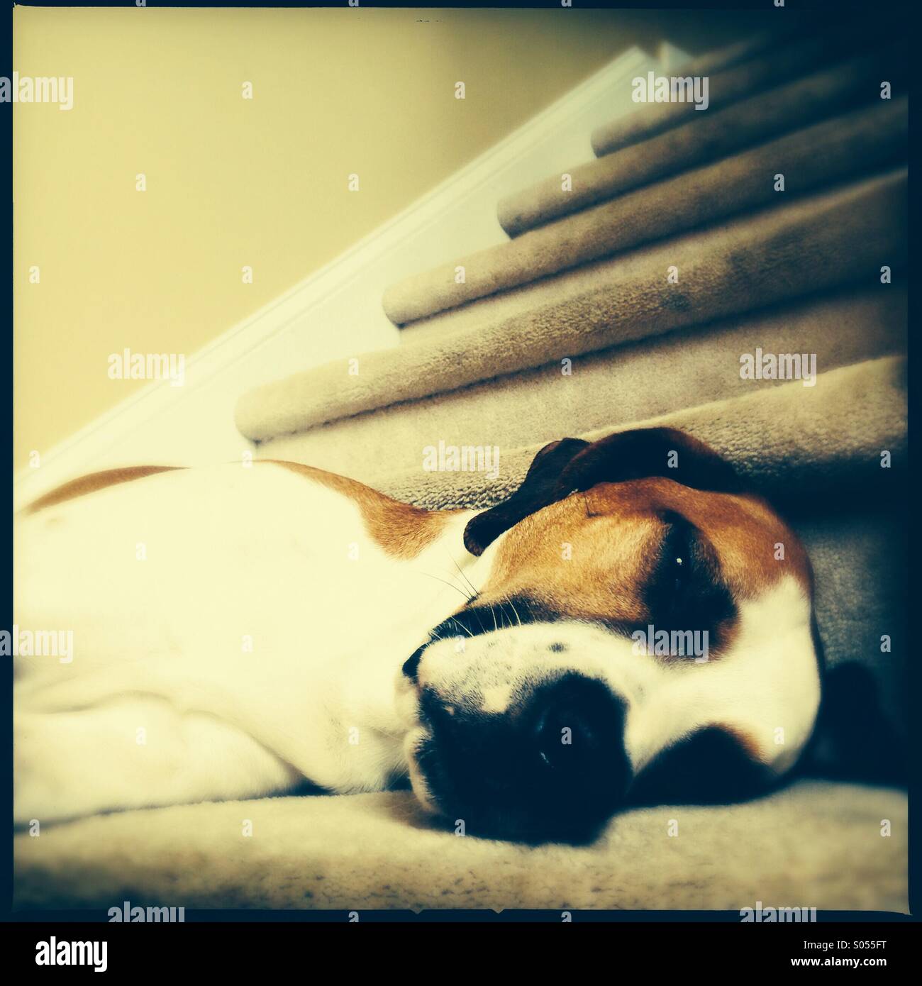 Puppy Stairs High Resolution Stock Photography and Images - Alamy