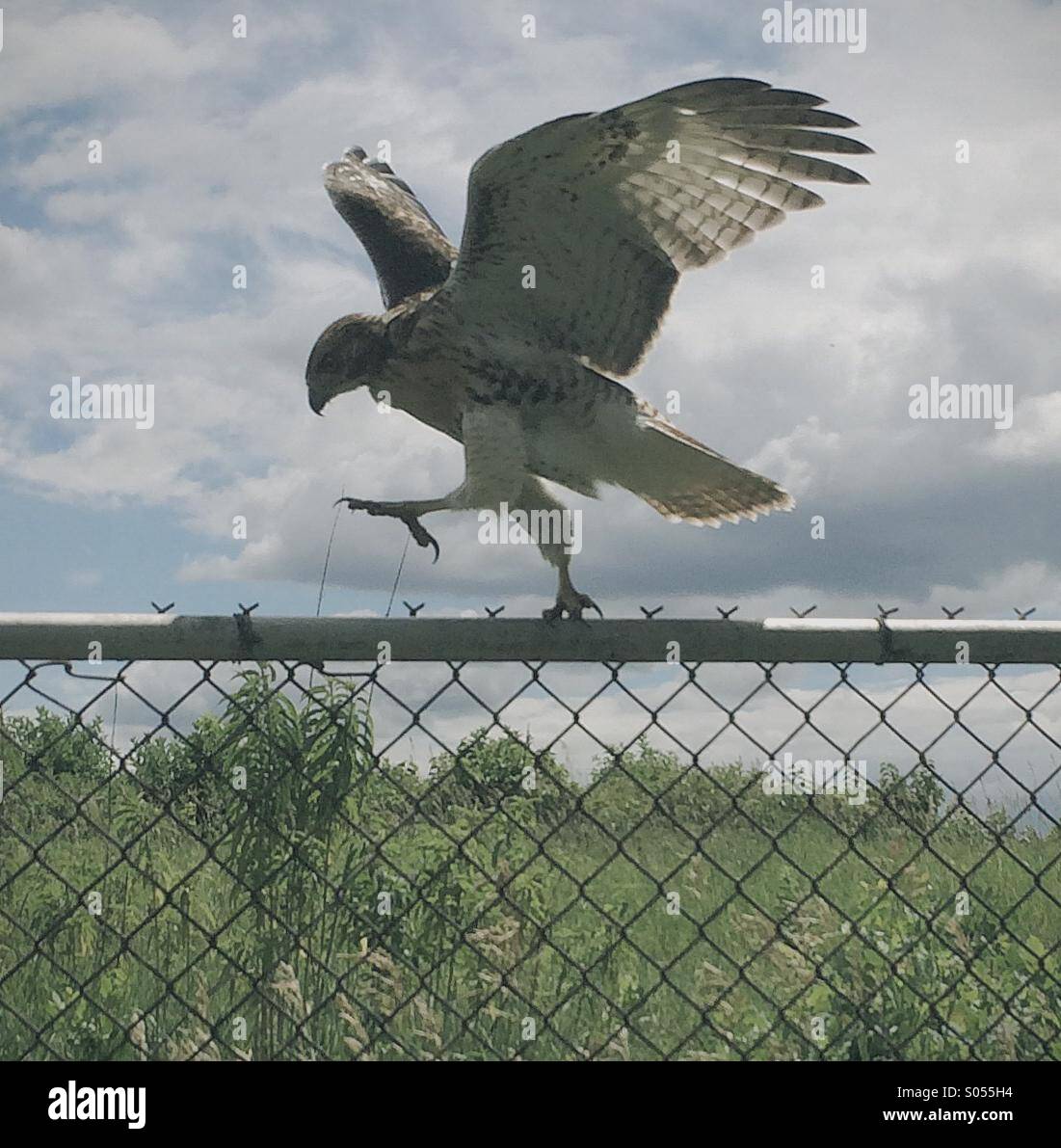 Leaping bird hi-res stock photography and images - Alamy