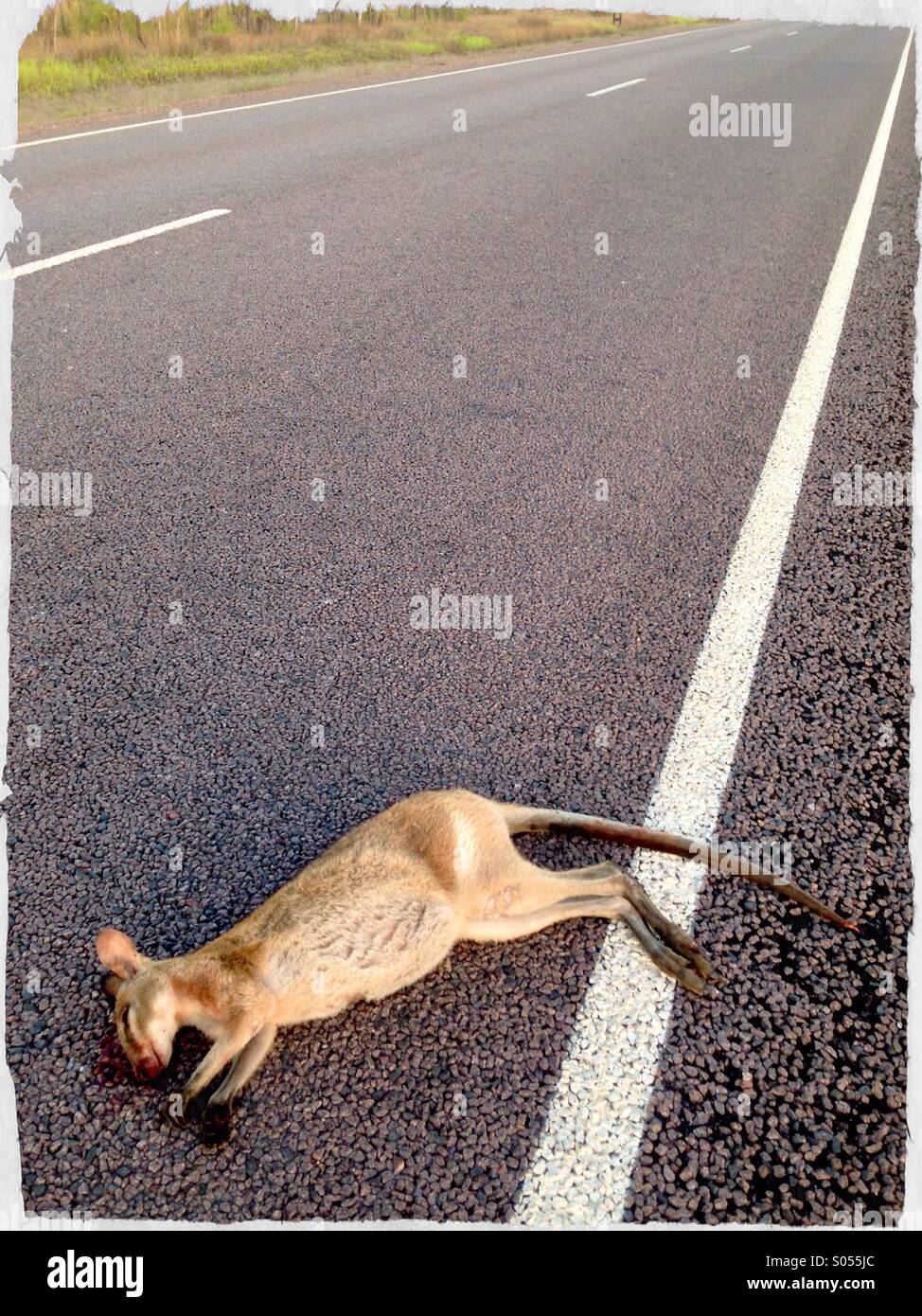 Dead wallaby on an Australian freeway Stock Photo - Alamy