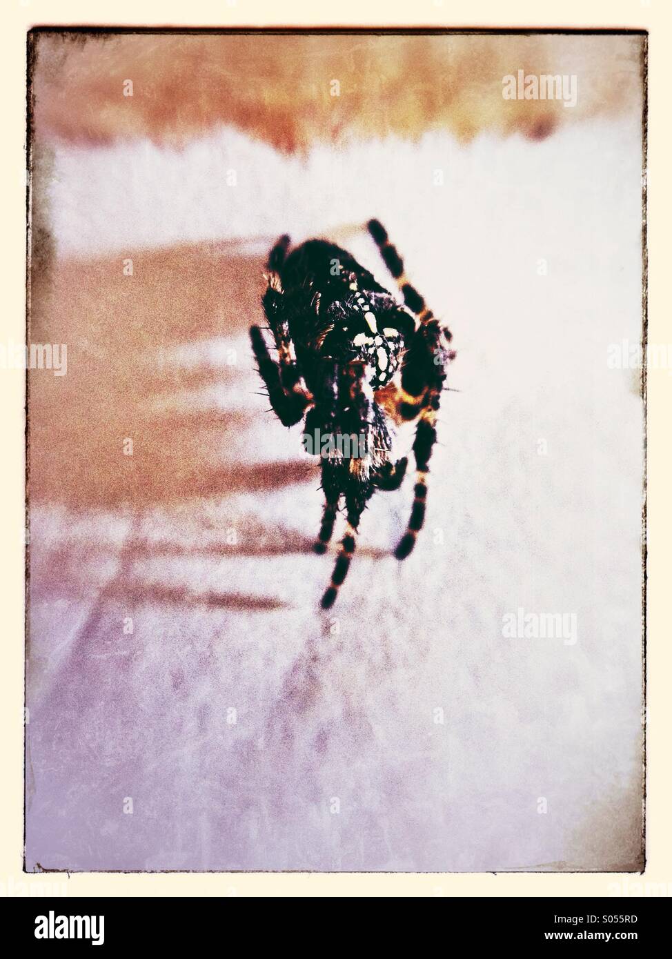 Crawling spider hi-res stock photography and images - Alamy