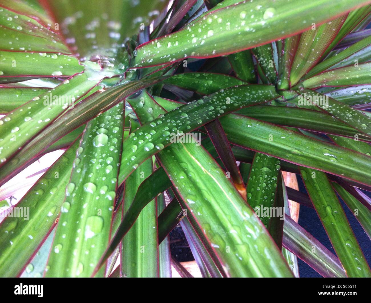Rain on plants hi-res stock photography and images - Alamy