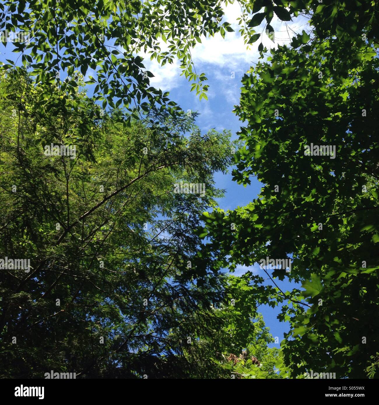 Sky through trees Stock Photo - Alamy