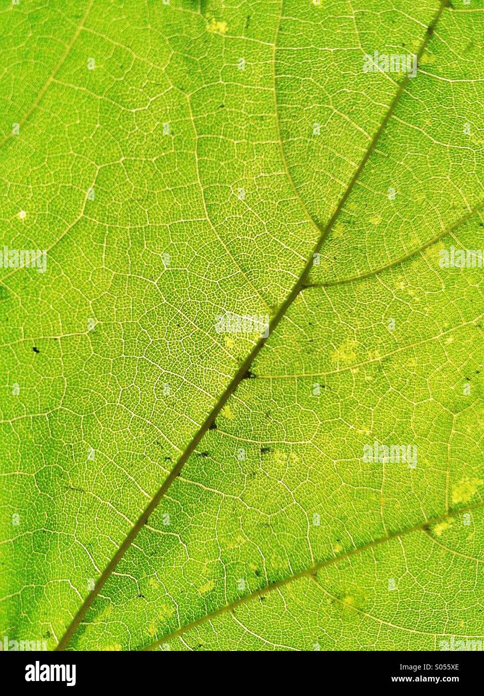 Leaves with structure hi-res stock photography and images - Alamy