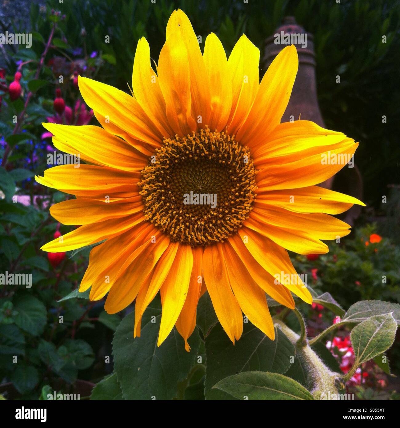 Baby sun hi-res stock photography and images - Alamy