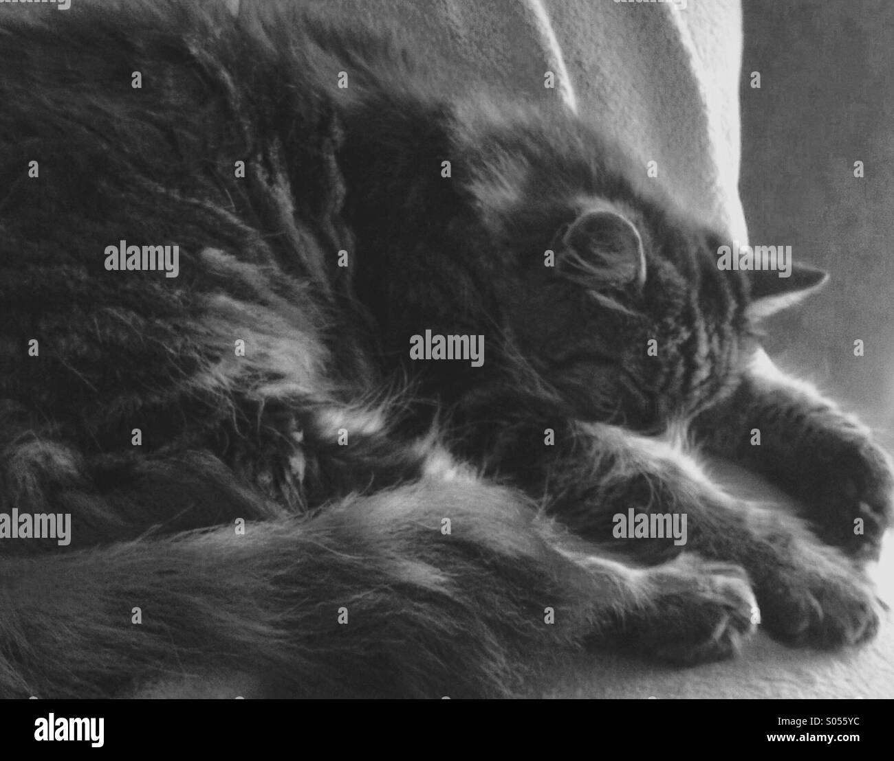 Picture cat Black and White Stock Photos & Images - Alamy