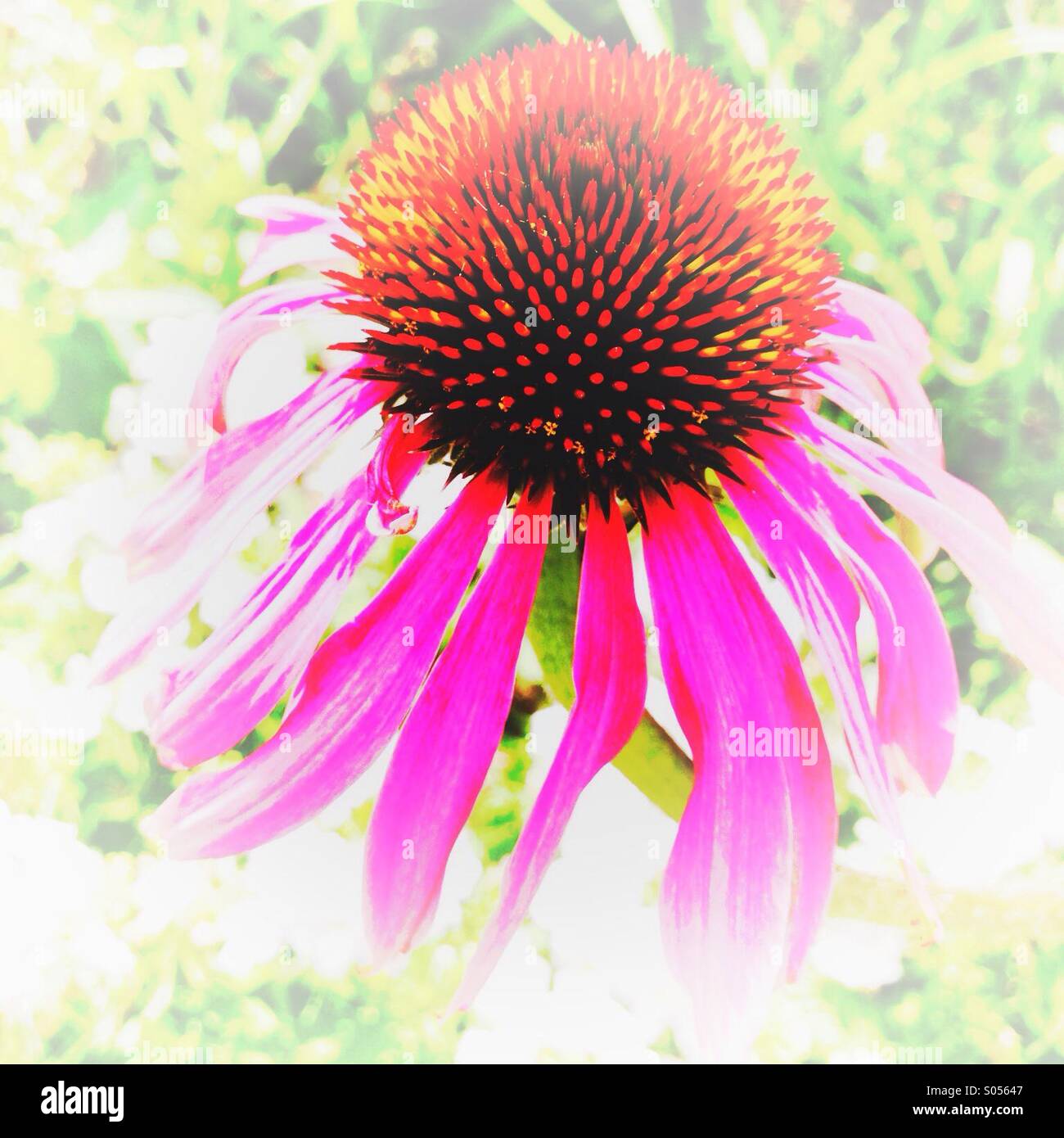 Hot colours hi-res stock photography and images - Alamy