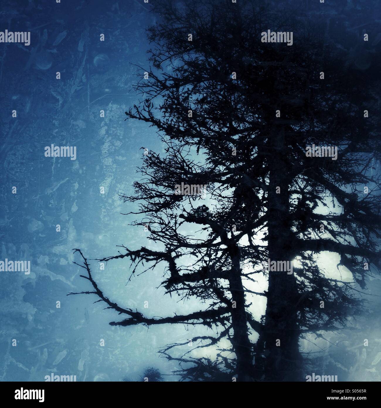 Shadow tree hi-res stock photography and images - Alamy