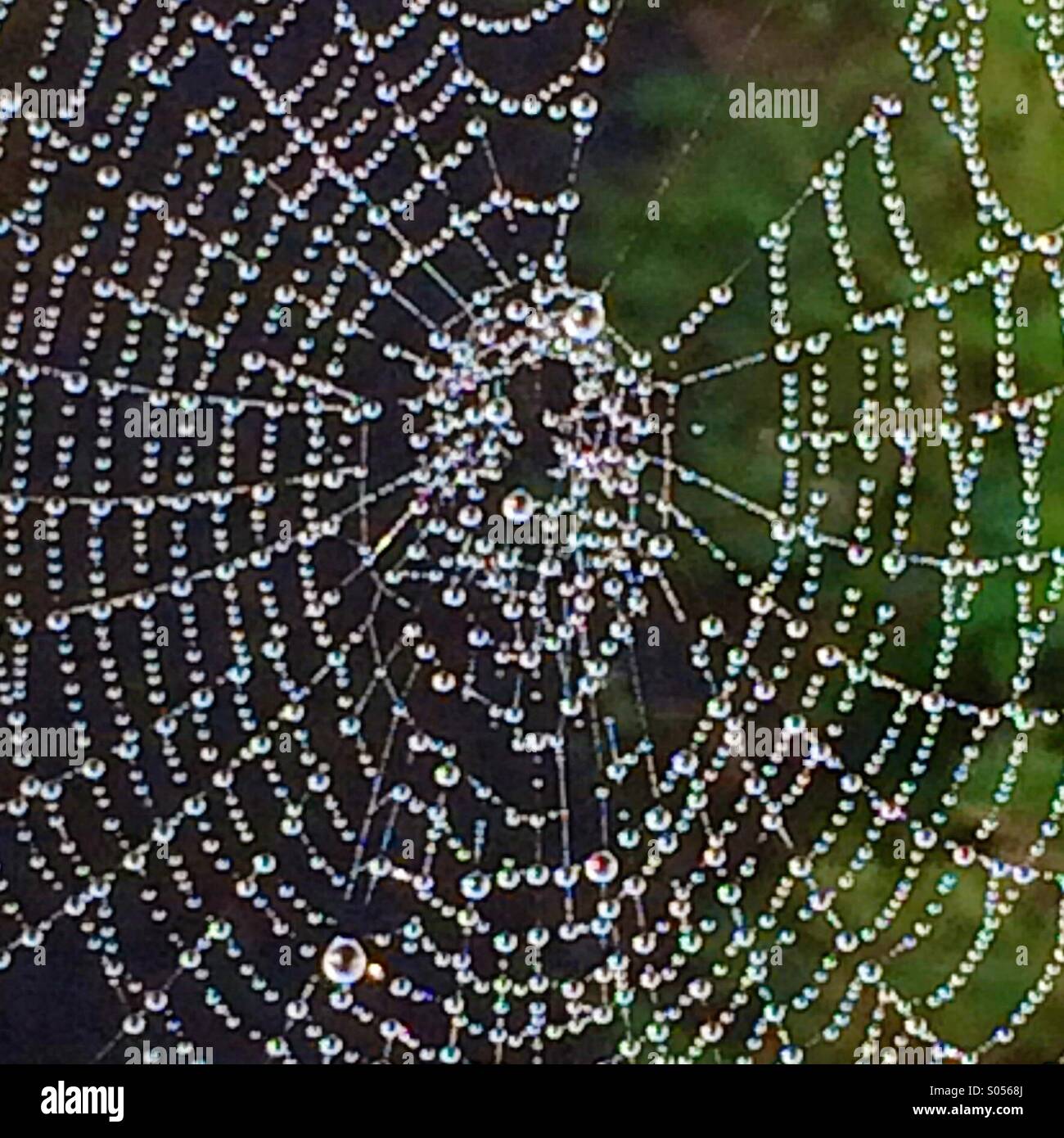 Pattern dew hi-res stock photography and images - Alamy