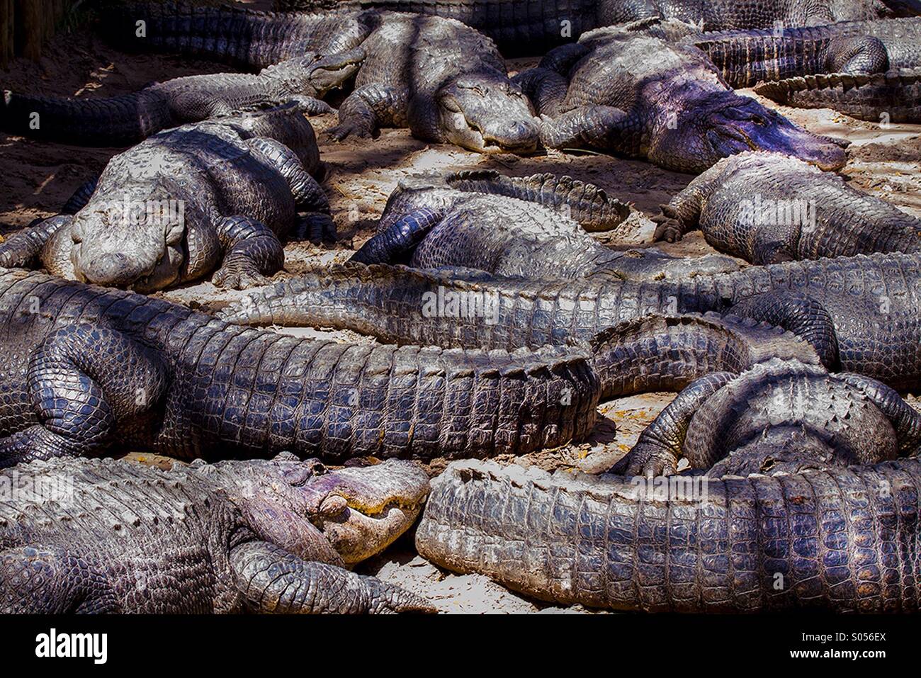 Alligator Tail High Resolution Stock Photography and Images - Alamy