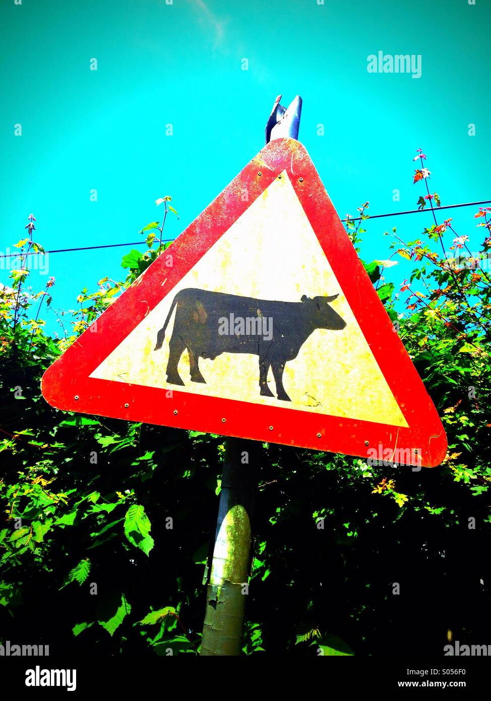 Beware Cattle Sign High Resolution Stock Photography and Images - Alamy