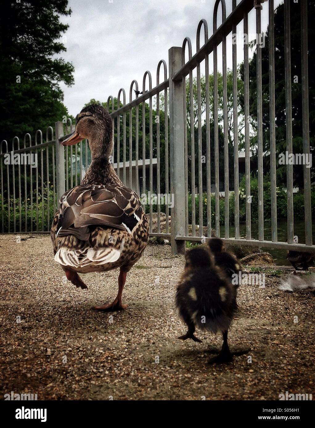 Two chicks follow their mother duck Stock Photo - Alamy