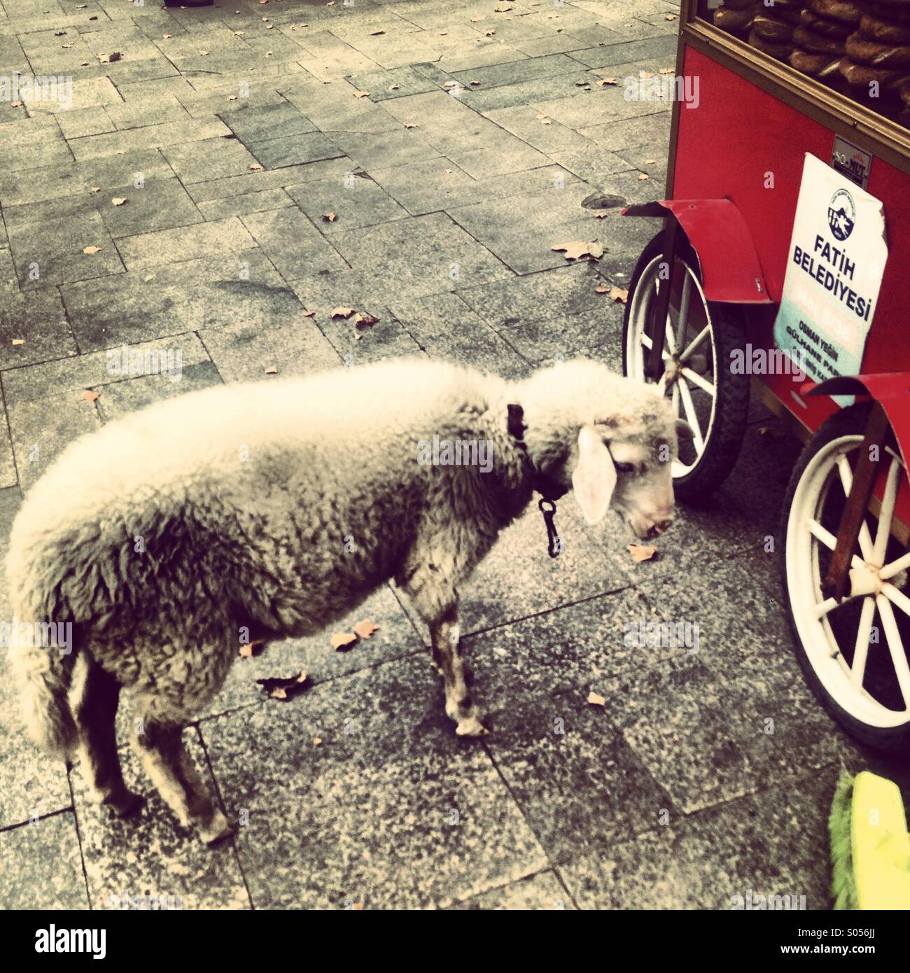 Lost sheep hi-res stock photography and images - Alamy