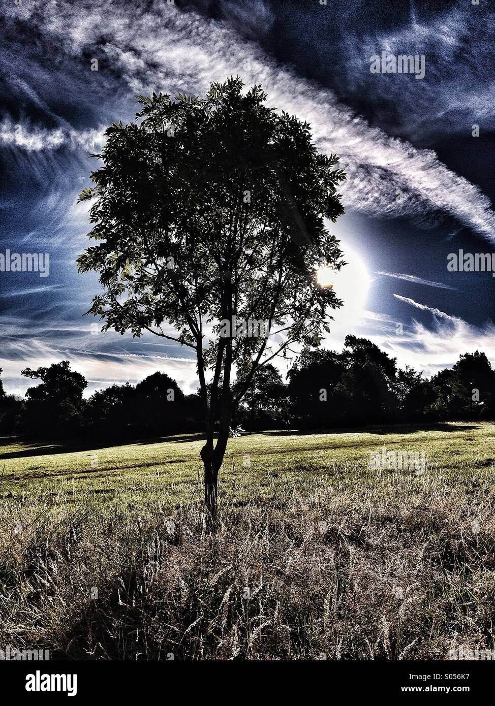 Single tree surrounded by long grass with a tree lined hill in ...