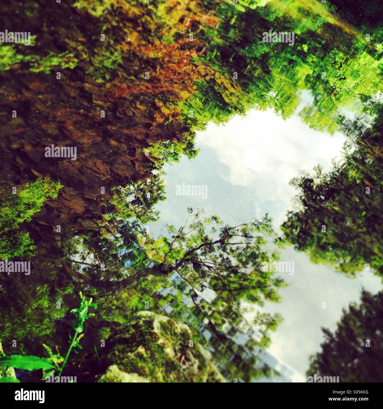 Tree and nature water hi-res stock photography and images - Alamy