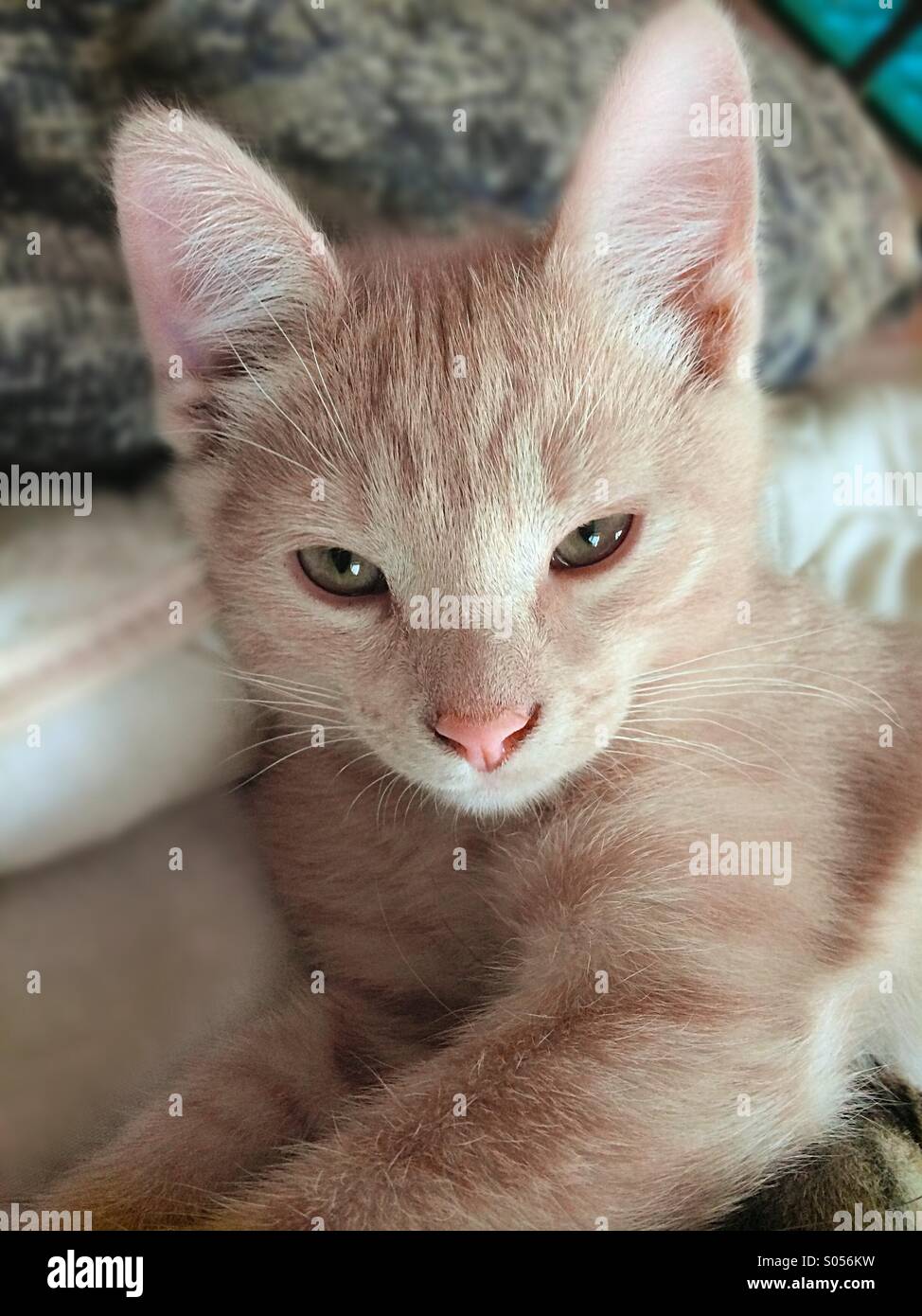 Serious Kitten High Resolution Stock Photography and Images - Alamy