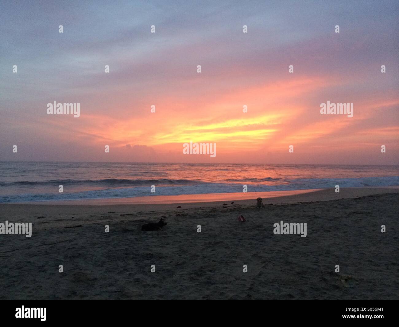 Indian beach dogs hi-res stock photography and images - Alamy