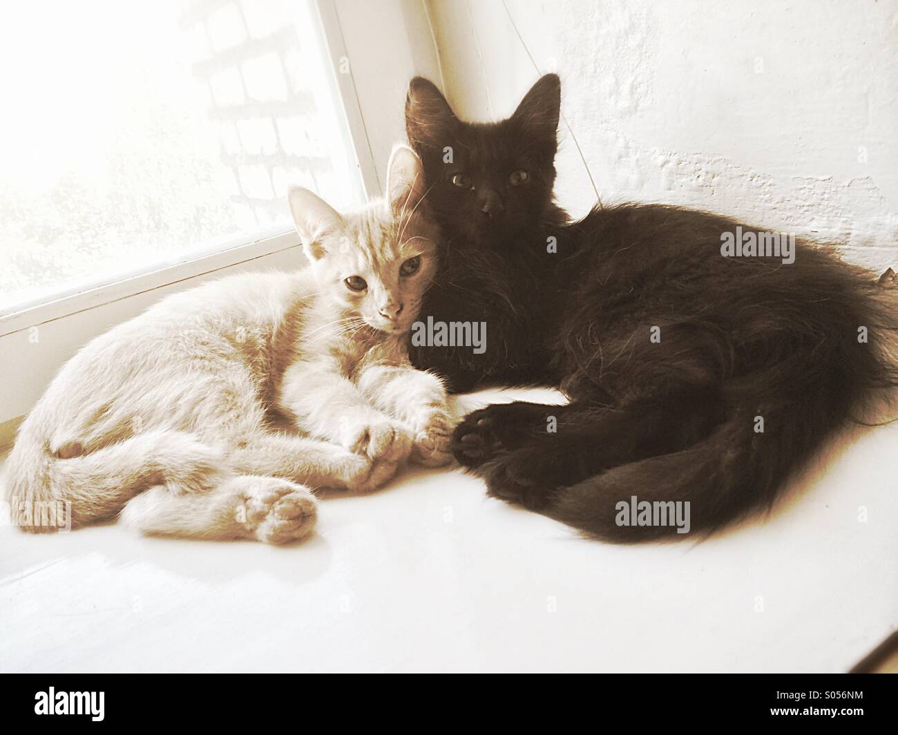 Kittens by the windows Stock Photo - Alamy