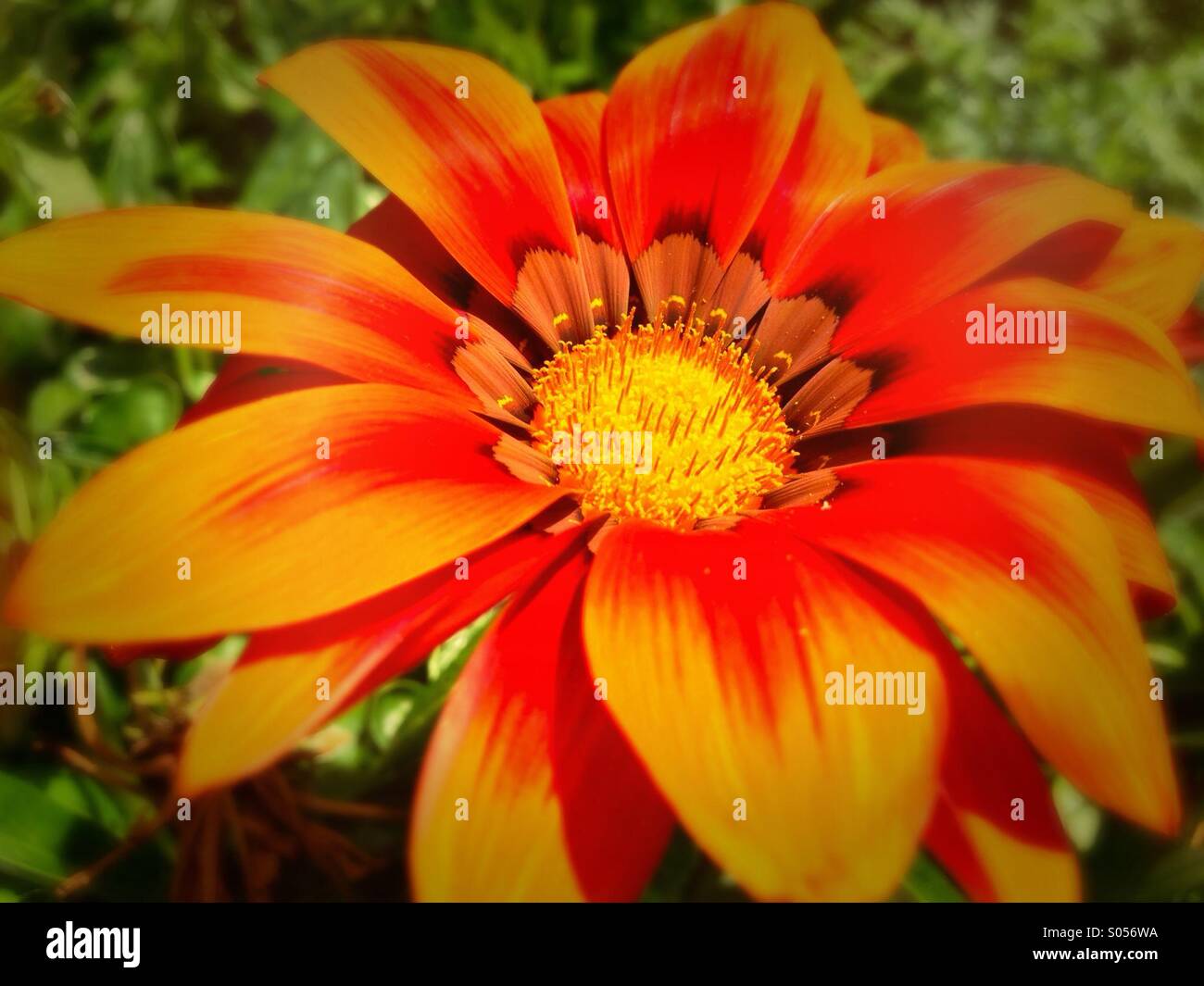 Summer flower in hot colours Stock Photo - Alamy