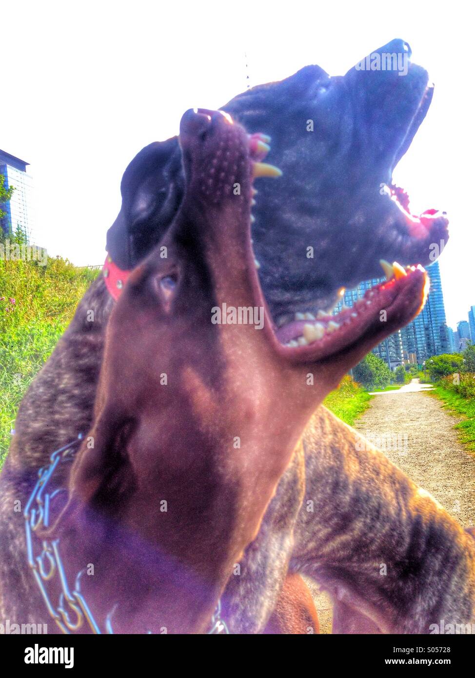 Howling dogs hi-res stock photography and images - Alamy