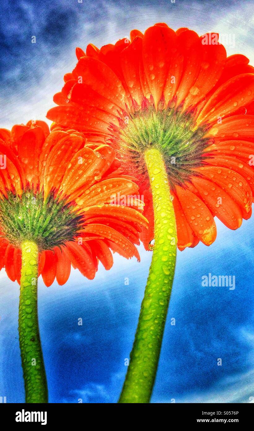Gerbera and sky Stock Photo - Alamy