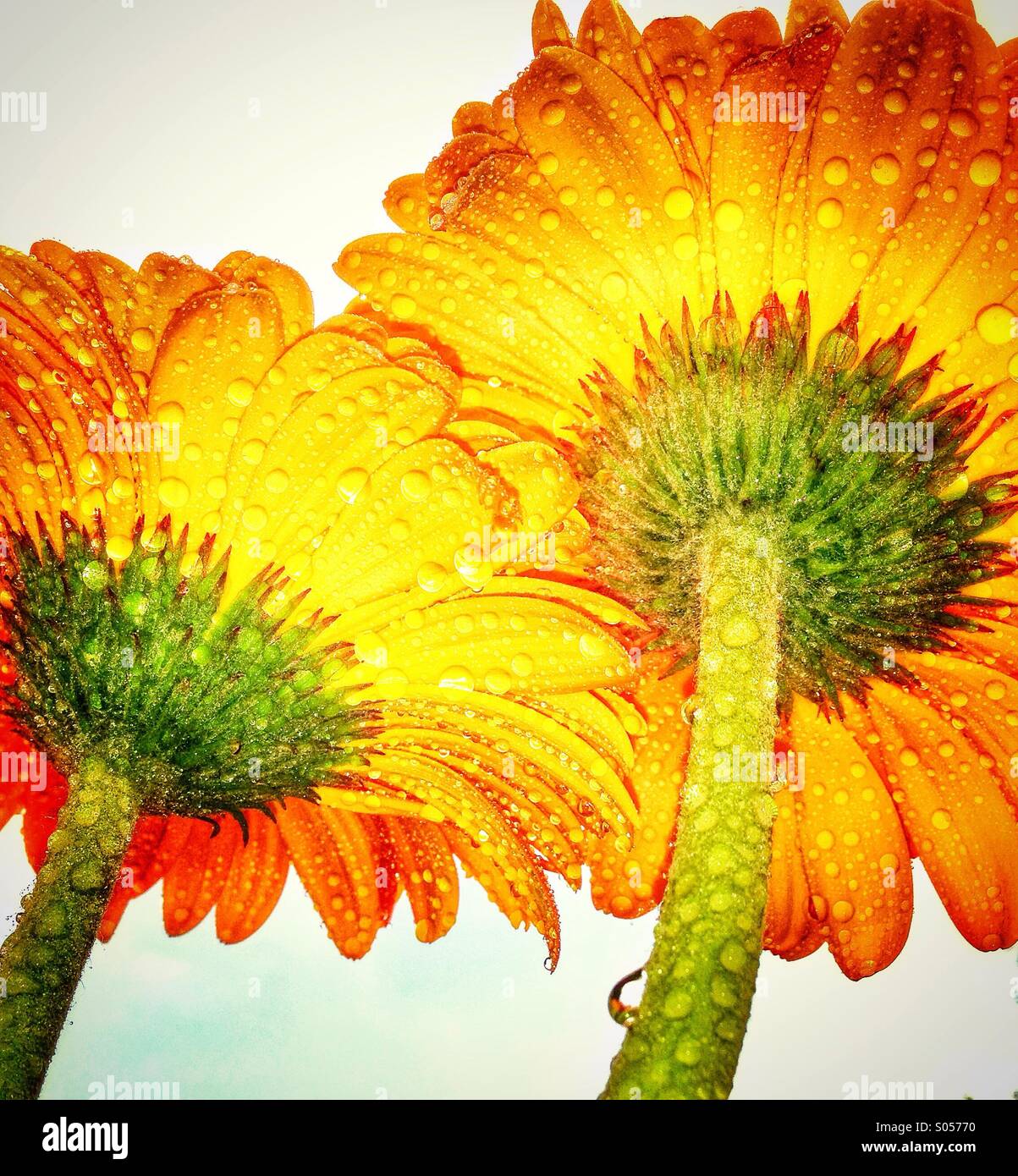 Gerbera stem hi-res stock photography and images - Alamy
