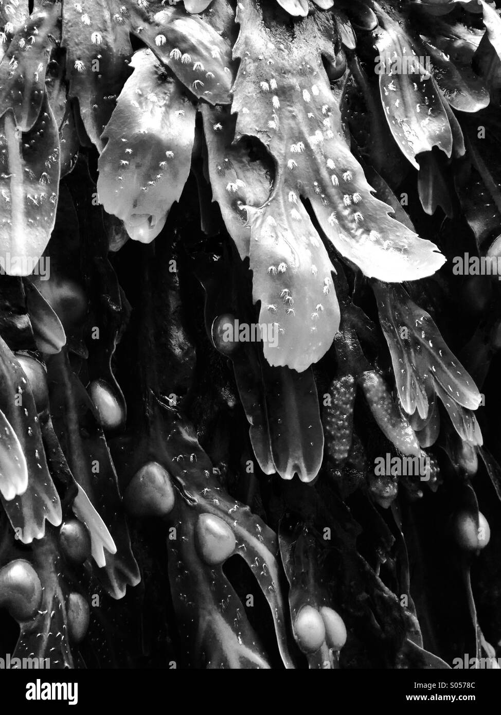 Seaweed on the beach Stock Photo - Alamy
