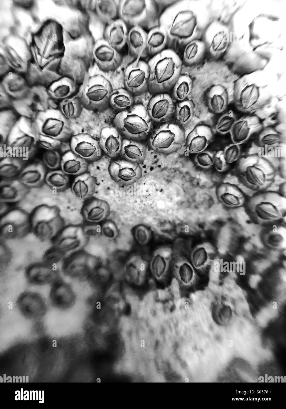Close up of shells forming on a rock Stock Photo - Alamy