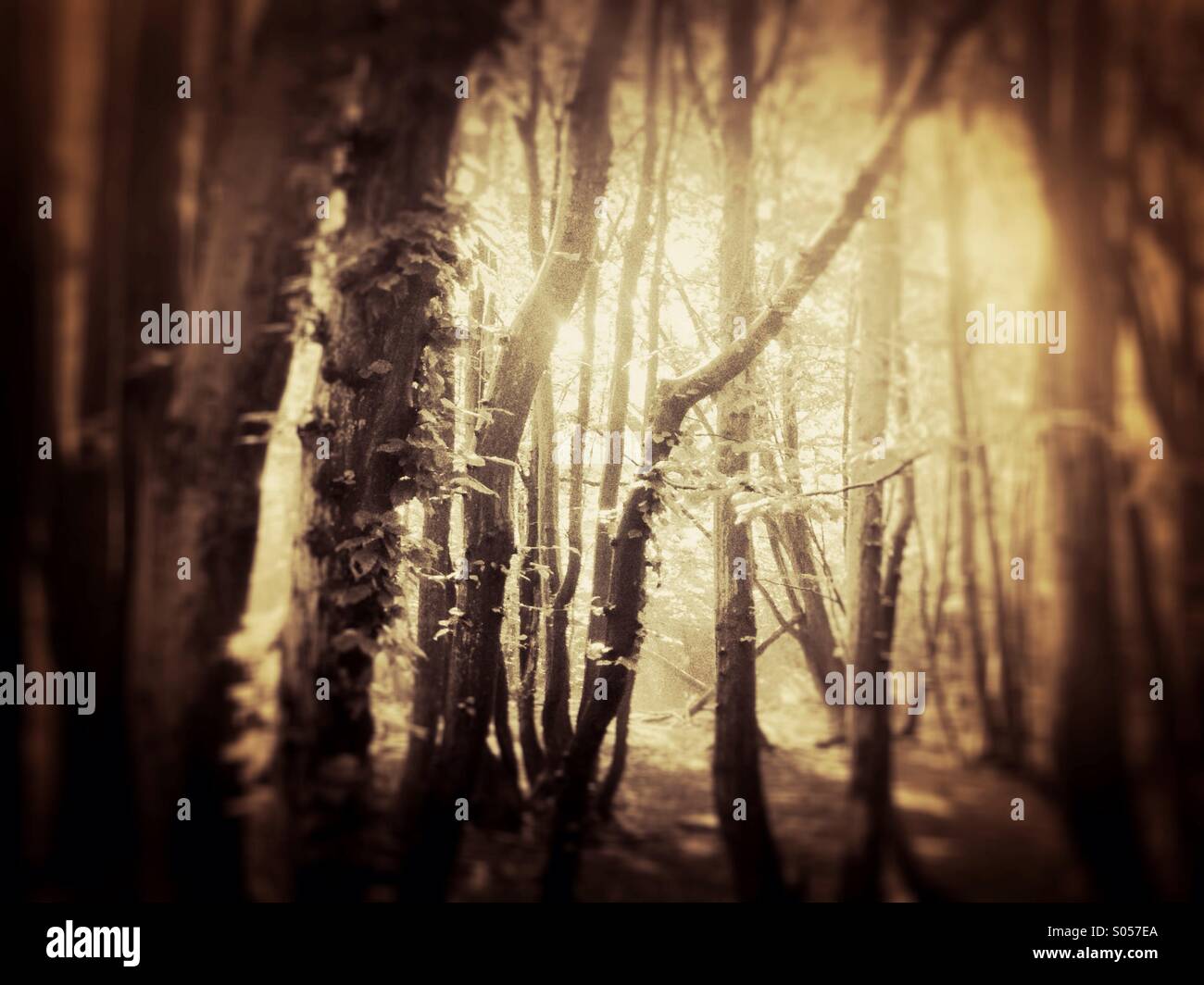 Magic woodland hi-res stock photography and images - Alamy
