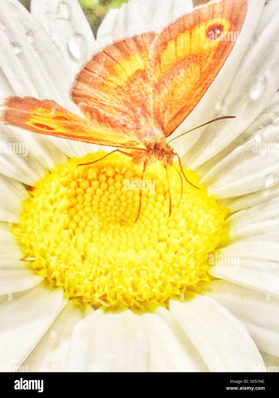 Butterfly and Daisy Stock Photo - Alamy