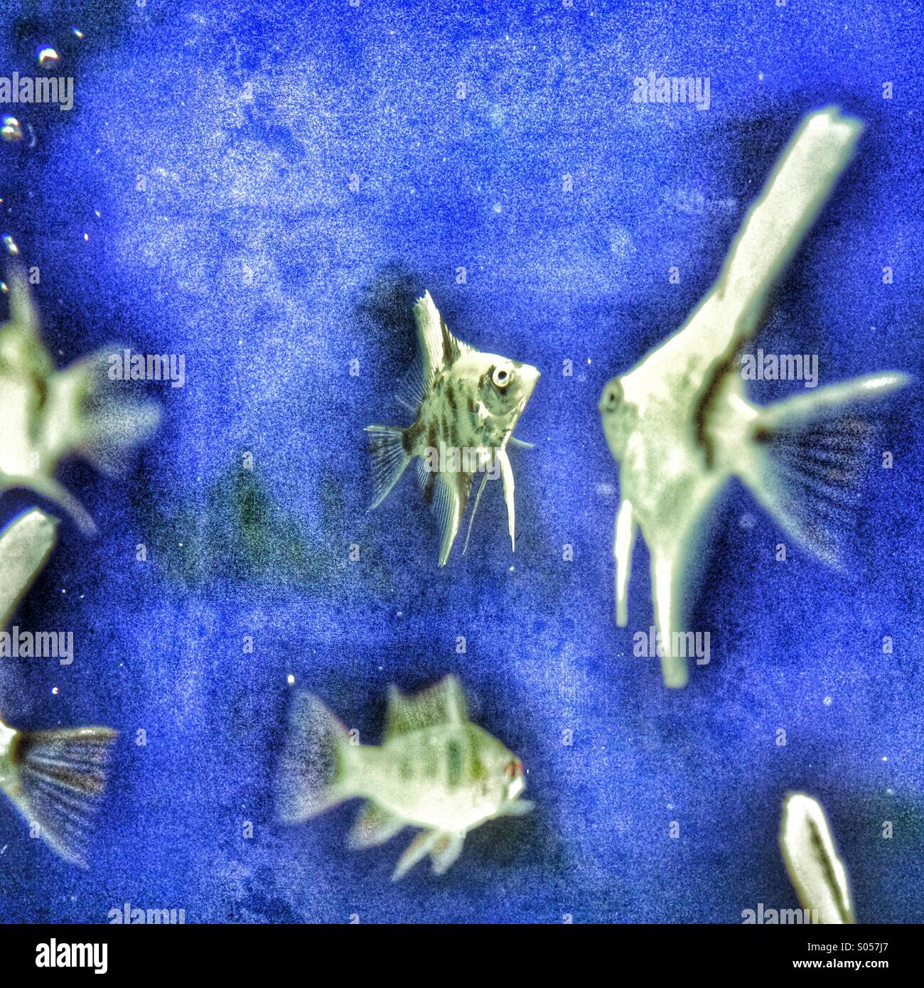 Many fish swimming hi-res stock photography and images - Alamy