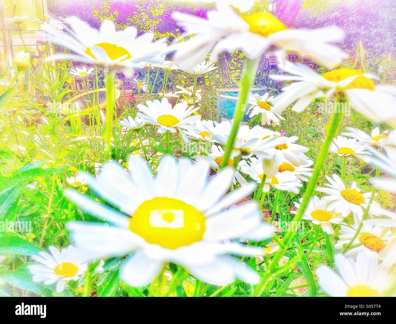 A field of daisies Stock Photo - Alamy