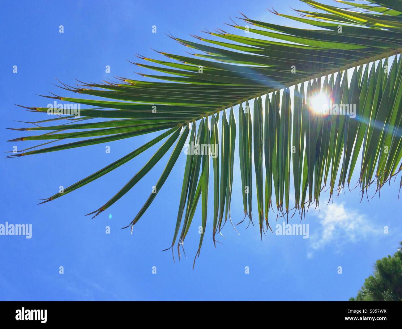 Through the palm tree hi-res stock photography and images - Alamy