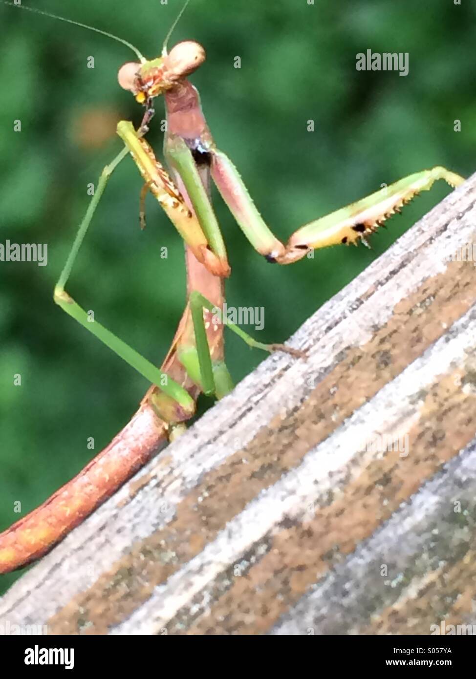 Praying mantis praying for you hi-res stock photography and images - Alamy