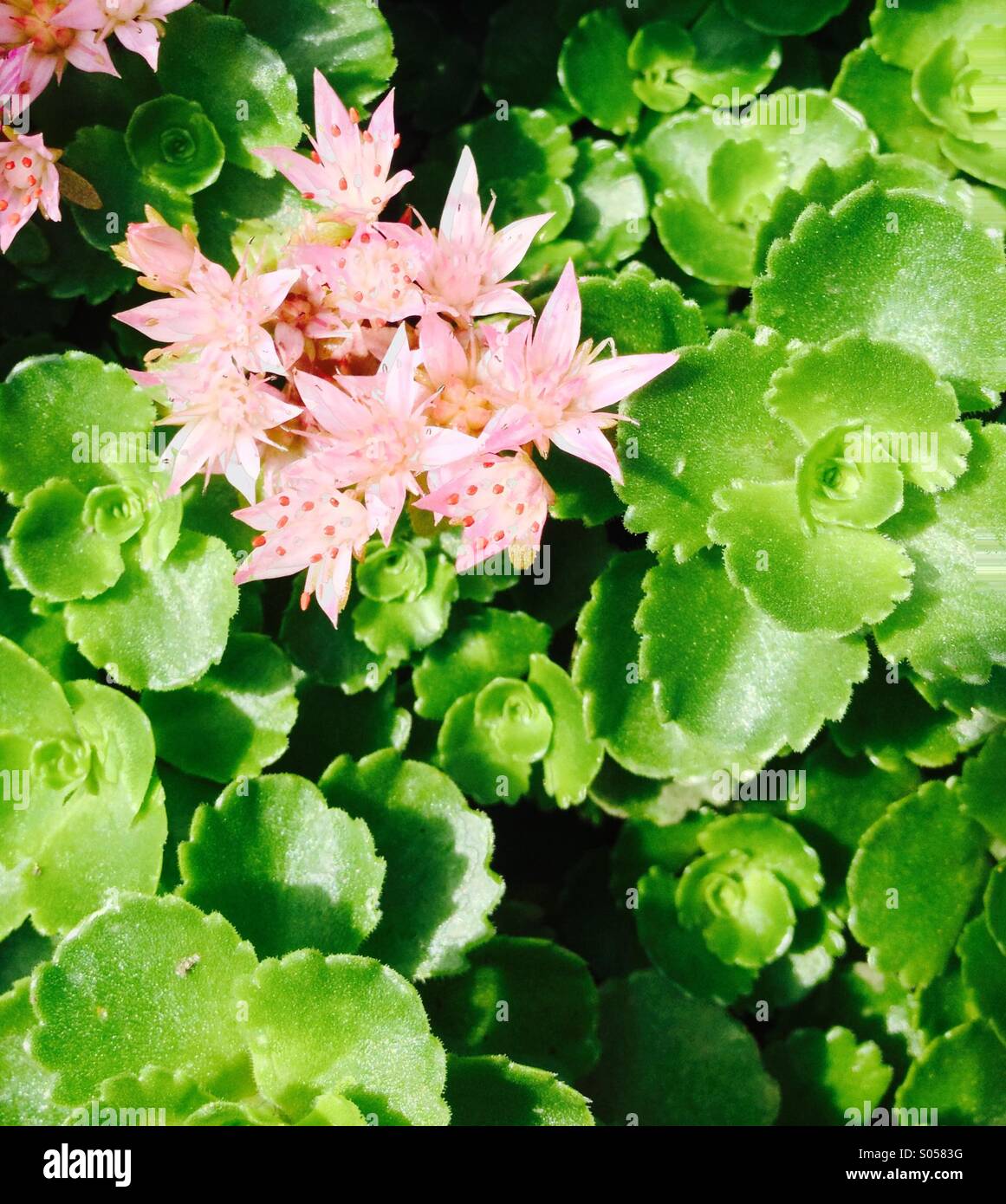 Sedum spurium hi-res stock photography and images - Alamy