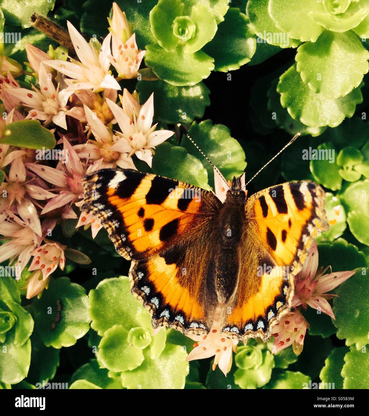 Tortoiseshell butterfly on sedum spurium Stock Photo - Alamy