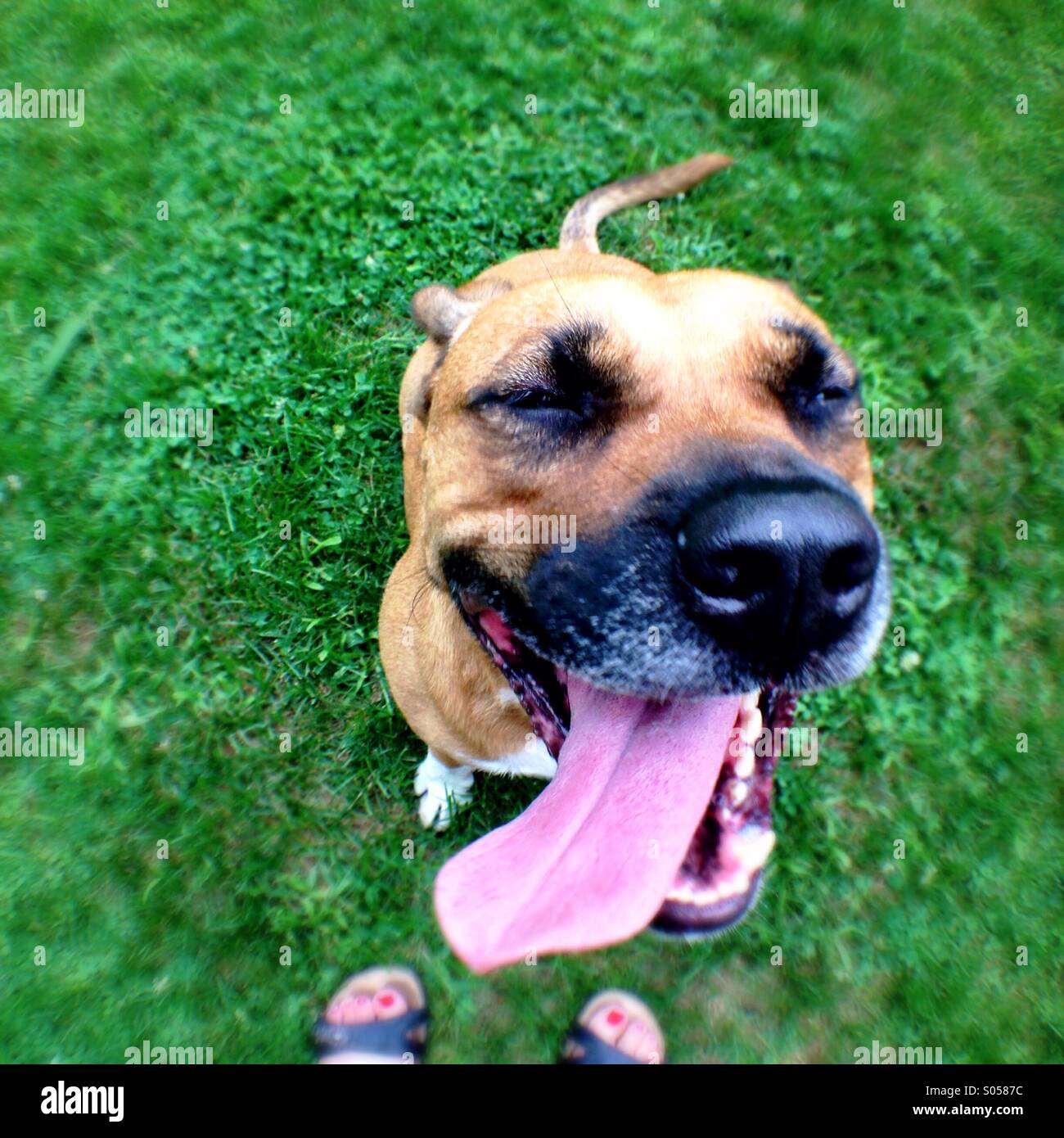 Pitbull dog hi-res stock photography and images - Alamy