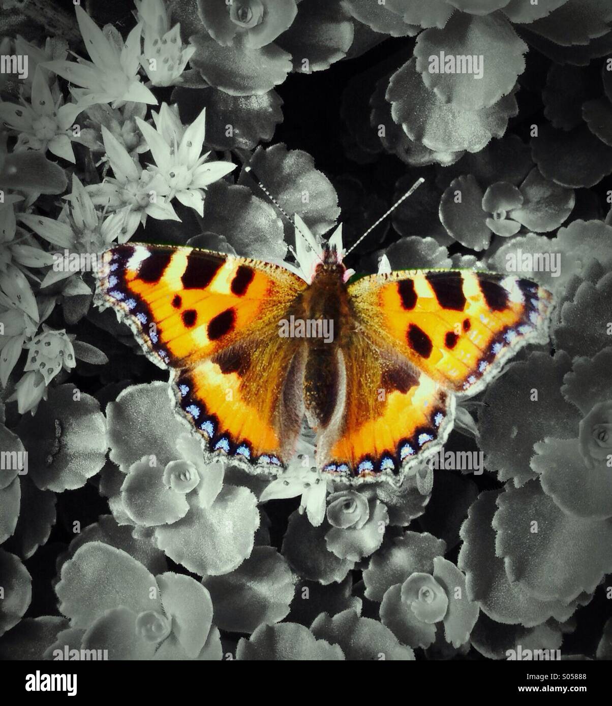 Colour pick of tortoiseshell butterfly on sedum spurium Stock Photo - Alamy