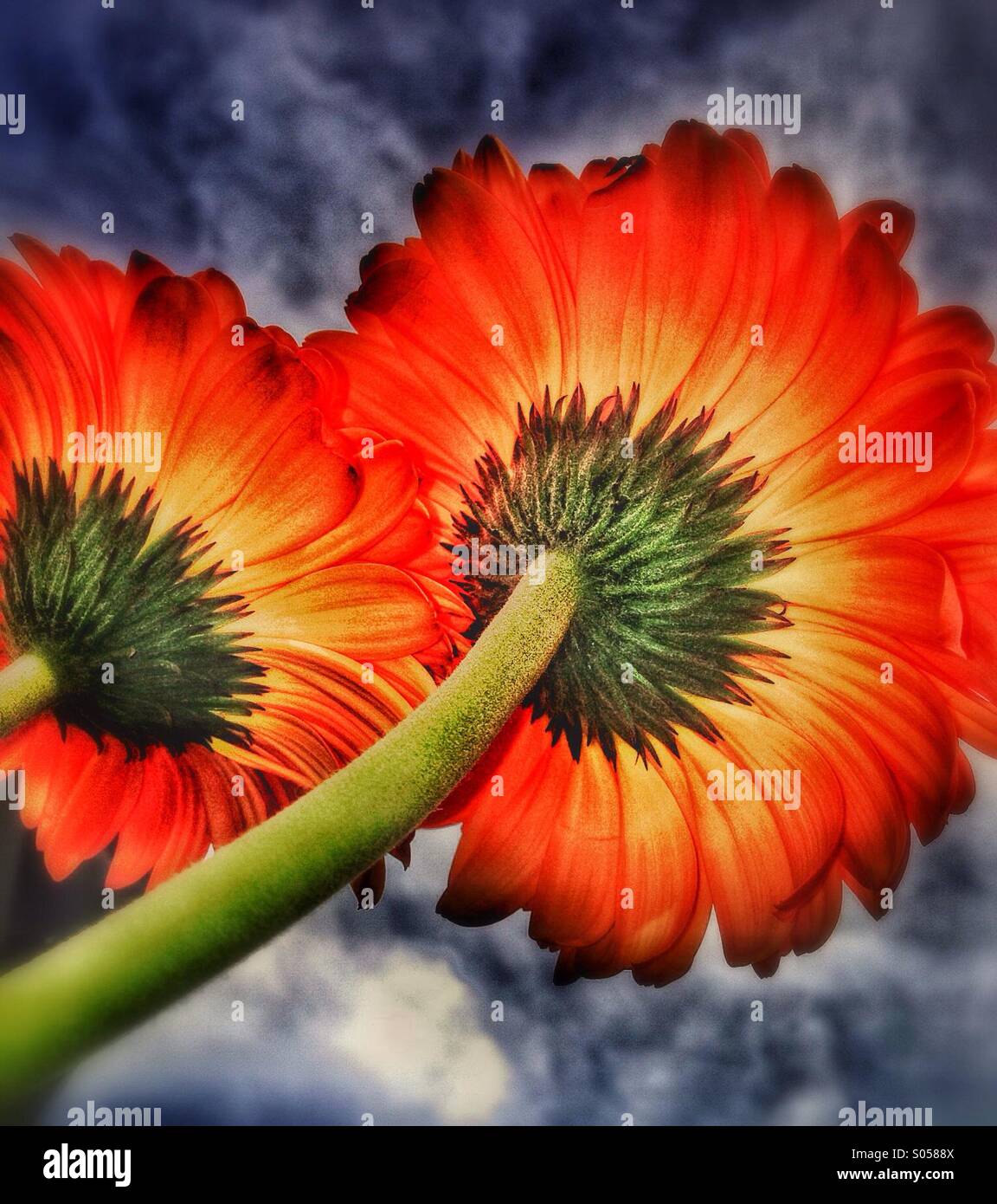 Gerbera stem hi-res stock photography and images - Alamy