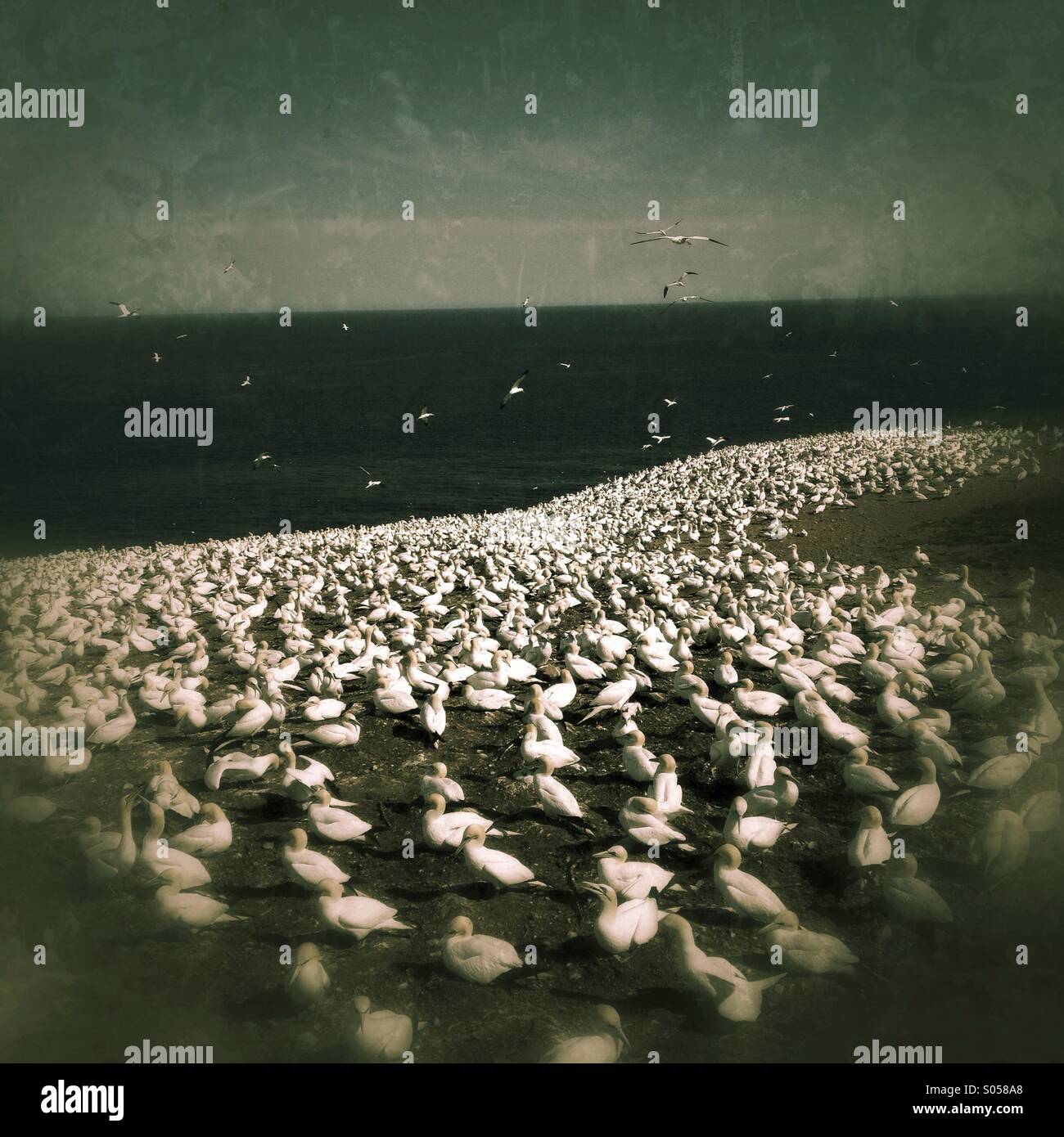 Colony of birds Stock Photo - Alamy